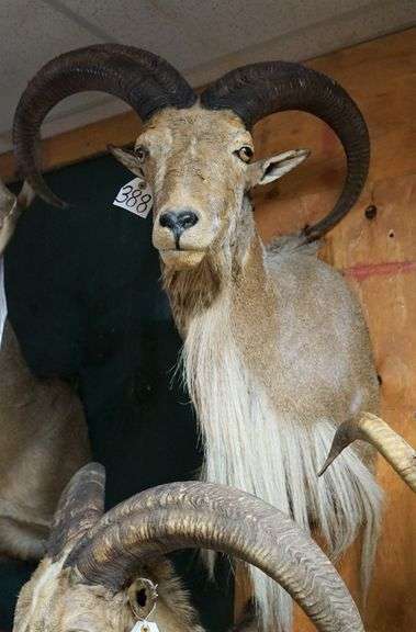 Big Aoudad Sheep Shoulder Taxidermy Ram Mount - Leap Auctions, LLC