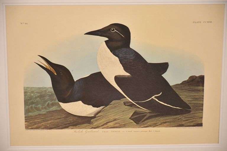 Framed print "Foolish Guillemot" by John J. Audubon; 1054-621 - R.H ...