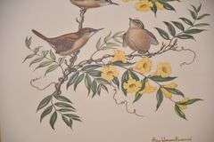 Signed framed limited edition print "Carolina Wren and Yellow Jessamine ...