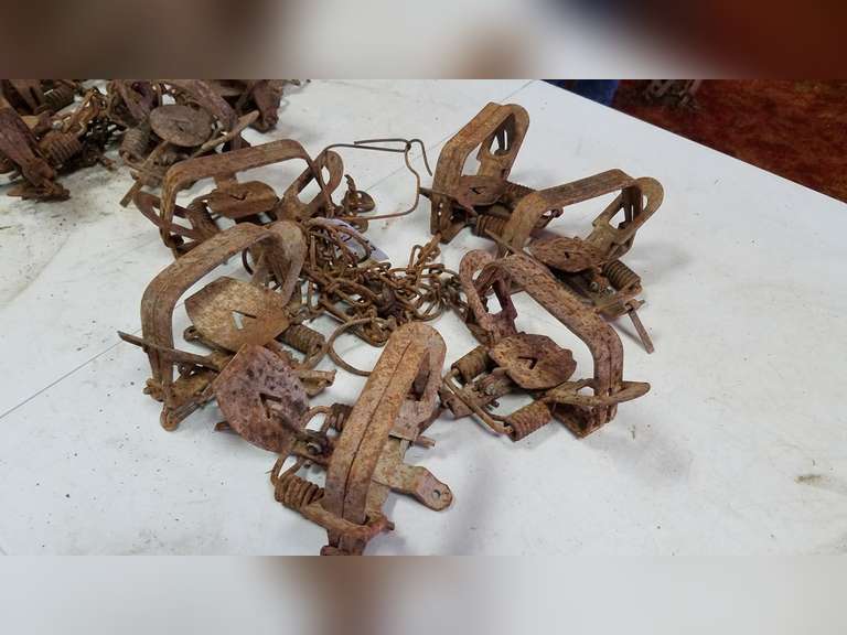 (12) Victor #2 Coil Spring Traps - Adam Marshall Land & Auction, LLC