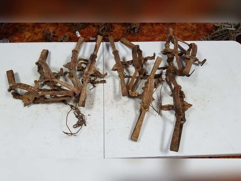 (10) Victor #4 Double Spring Laminated Traps - Adam Marshall Land ...