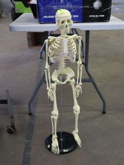 Articulated Modern Human 5 year old child class skelton - Has some ...