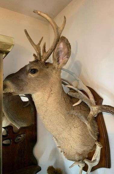 6 point deer mount with wood base - Matthew Bullock Auctioneers