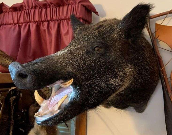 Boar shoulder mount - Matthew Bullock Auctioneers