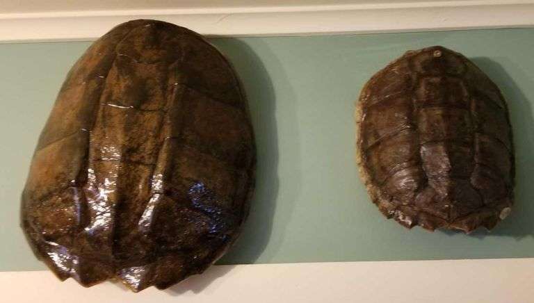 Turtle shells - Matthew Bullock Auctioneers
