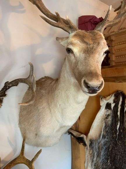 Reindeer mount - Matthew Bullock Auctioneers