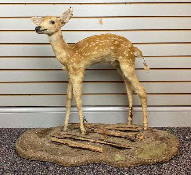 Taxidermy Baby Deer Fawn Mount - Matthew Bullock Auctioneers