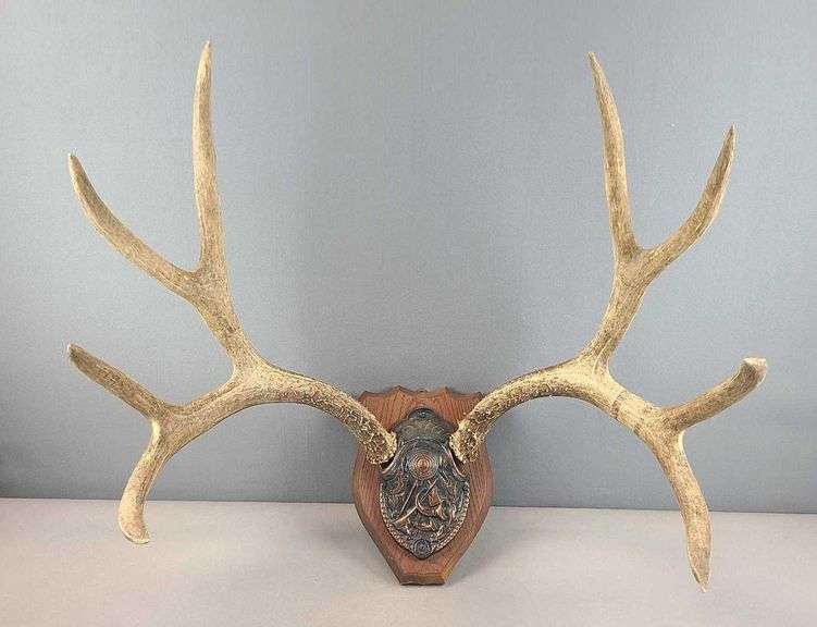 Deer Antler Mount - Matthew Bullock Auctioneers