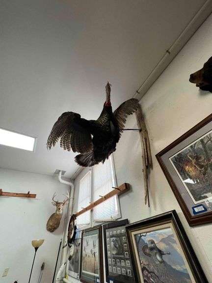 Huge Full Size Taxidermy Flying Turkey Mount Display - Matthew Bullock Auctioneers