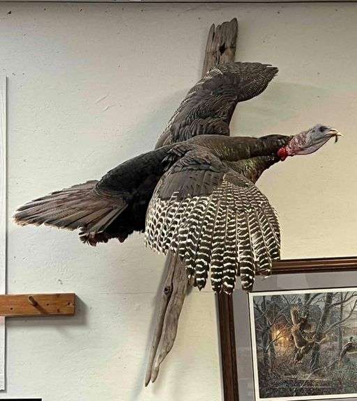 Huge Full Size Taxidermy Flying Turkey Mount Display - Matthew Bullock ...