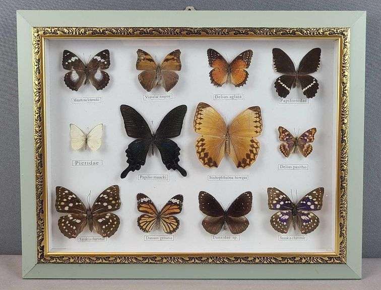 Framed Butterfly Specimens - Matthew Bullock Auctioneers