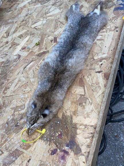 Muskrat pelt - Metzger Property Services LLC