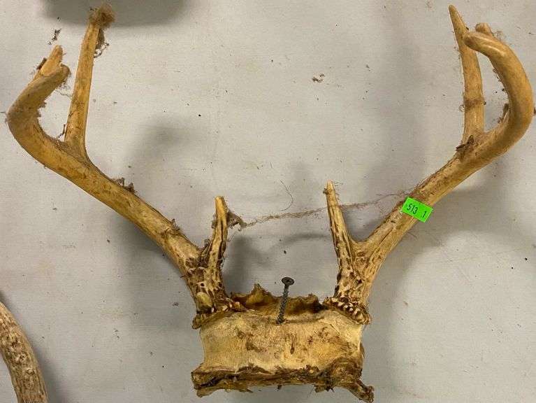 8 Point Deer Antlers - Metzger Property Services LLC