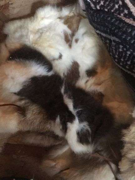 Throw blanket, furs, native American picture - Metzger Property ...