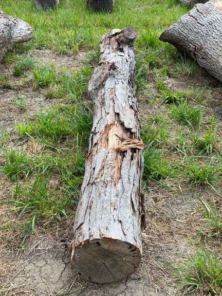 106x10” White Oak log - Metzger Property Services LLC