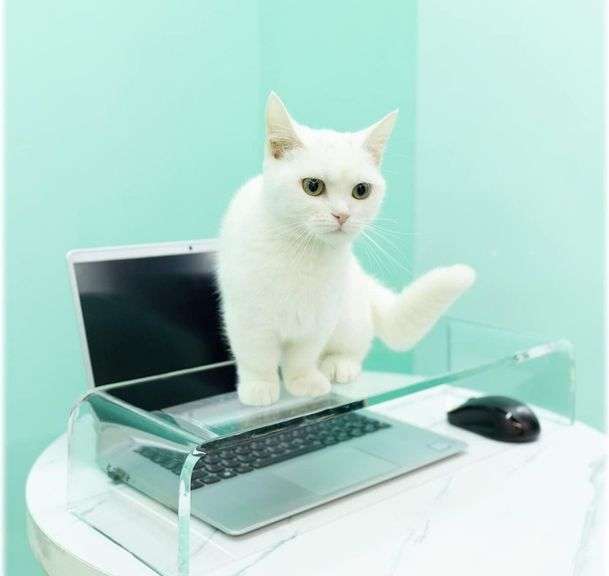 Anti-Cat Acrylic Keyboard Protector Cover,Computer Monitor Stand and ...