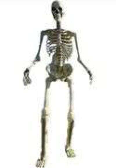 Home Accents Holiday Indoor/Outdoor 12 ft. Giant-Sized Skeleton with ...
