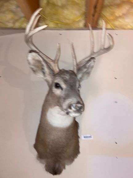 Eight point buck mount - McLaughlin Auctioneers, LLC- mc-bid.com