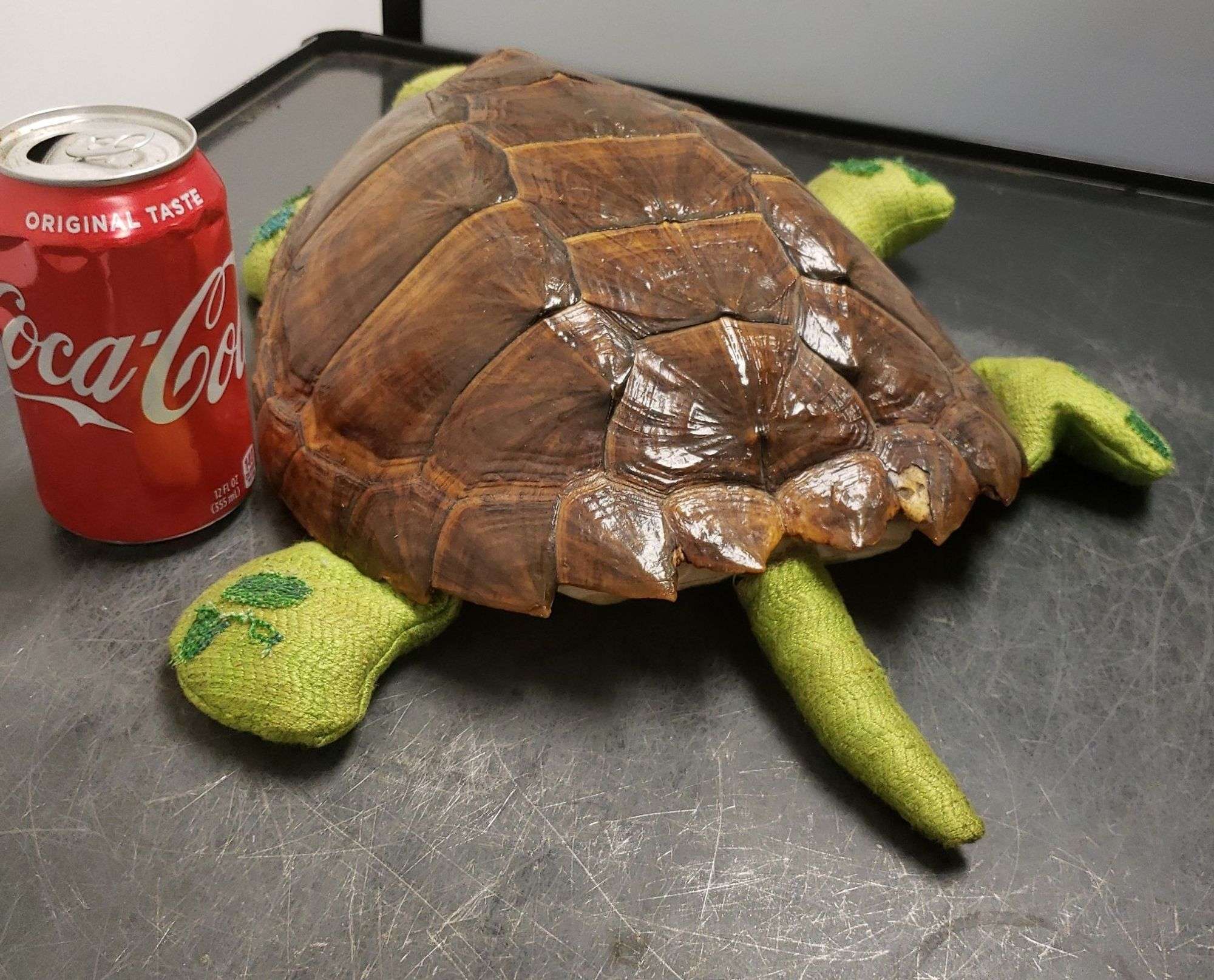 Homemade Turtle Shell