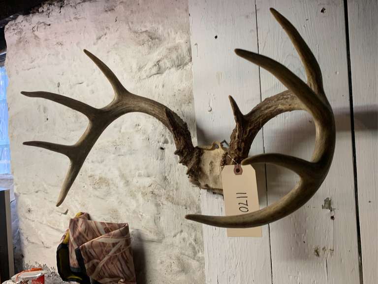 10 Point antlers - Northern Kentucky Auction, LLC