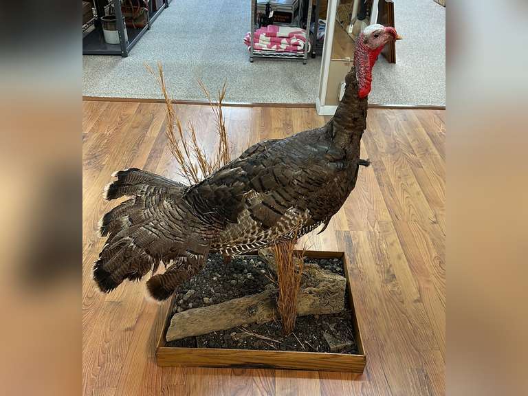 Large Taxidermy Turkey Display - Northern Kentucky Auction, LLC