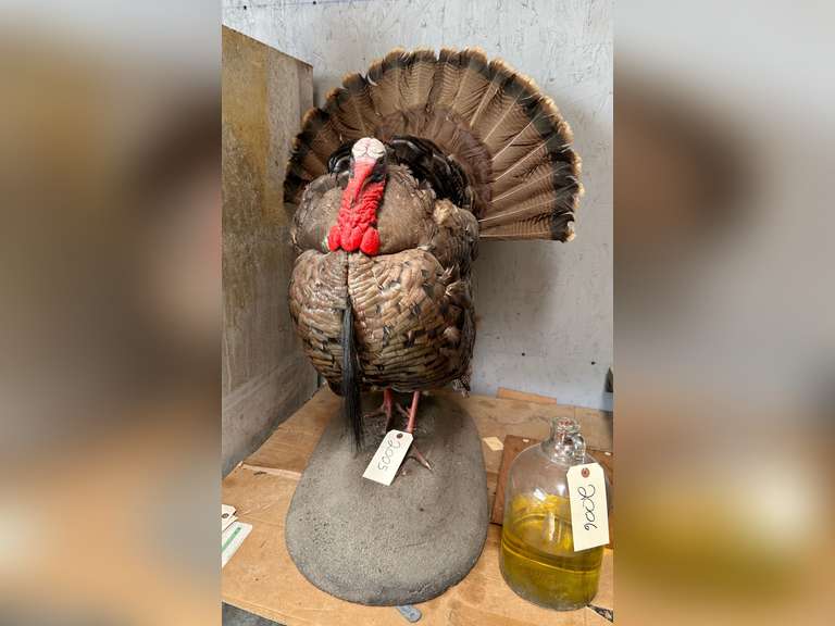 Taxidermy turkey - Northern Kentucky Auction, LLC