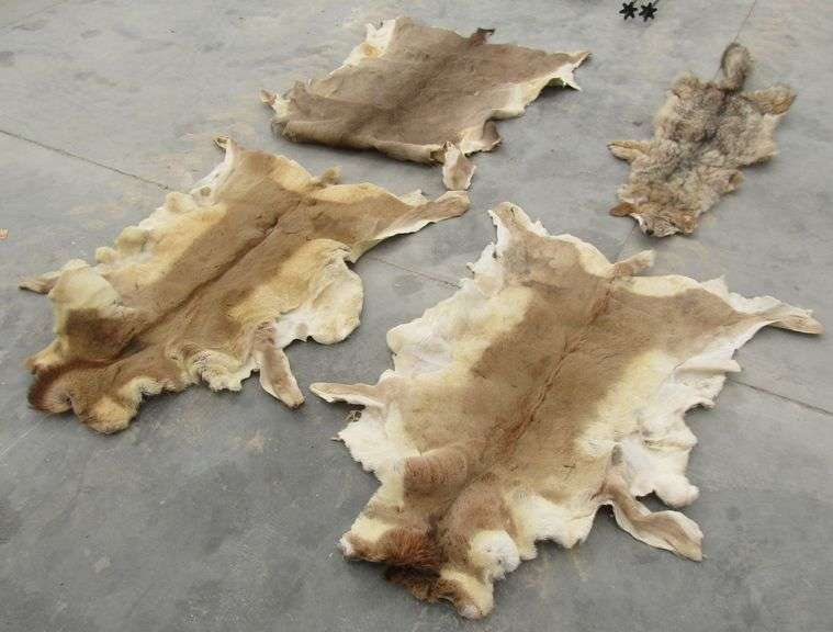 Z-1548 Animal Hides - Pickett Auction Service