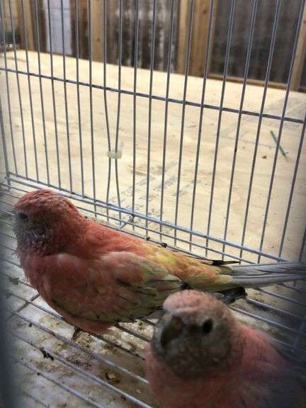 2 Rosey Bourke Parakeets - Rogers Community Auction Inc.