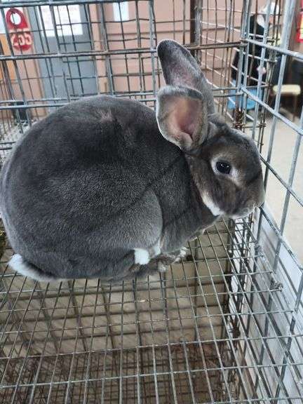 Opal Mini Rex Buck - Rogers Community Auction Inc.