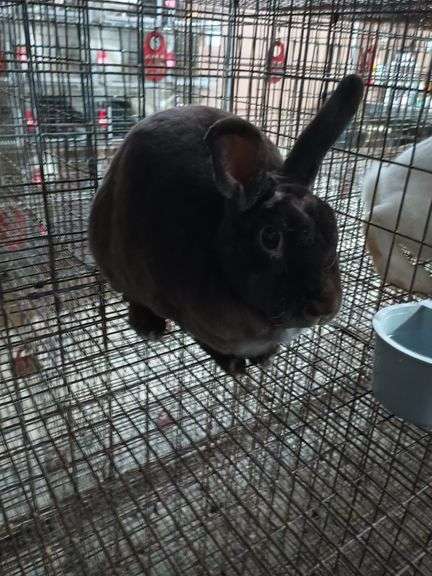 Purebred Chocolate Mini Rex Doe - Rogers Community Auction Inc.