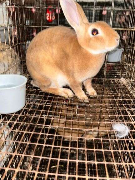 Mini Rex Doe - Rogers Community Auction Inc.