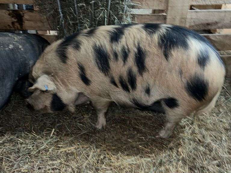 Female Pig - Rogers Community Auction Inc.