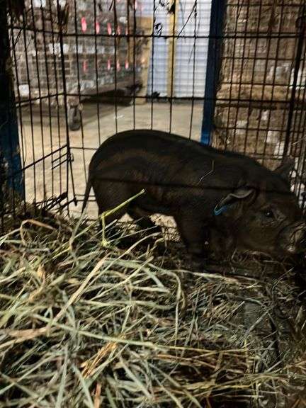 Kune Kune x Pot Belly Male Piglet - Rogers Community Auction Inc.