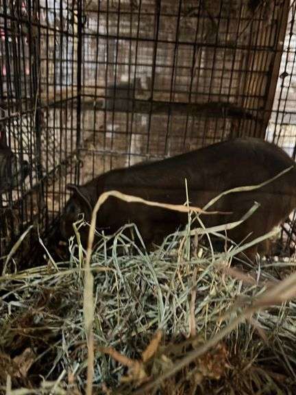 Kune Kune x Pot Belly Female Piglet - Rogers Community Auction Inc.