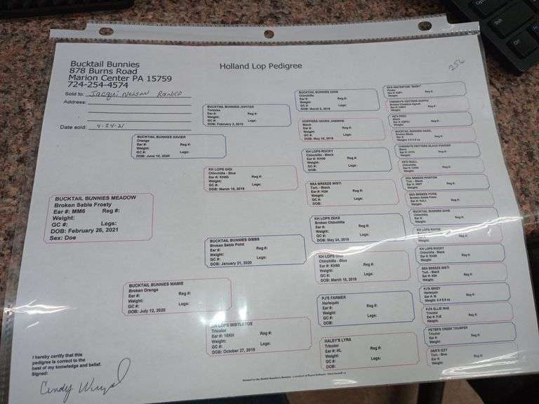 Broken Sable Frosty Holland Lop Doe w/ Pedigree - Rogers Community ...