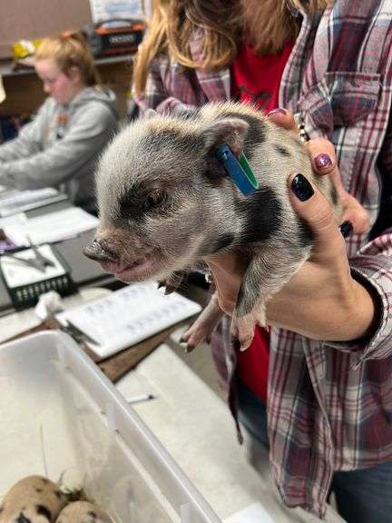 Male Tri Color Spotted Pot Belly Pig - D.O.B. 9/25/23 - Rogers ...