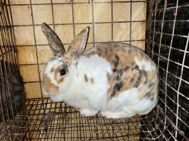 Tri Color Mini Rex Doe - Rogers Community Auction Inc.