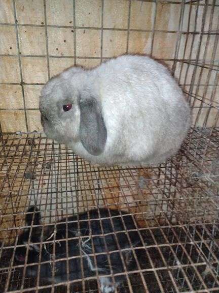 Sable Point Holland Lop Buck W/ Pedigree - Rogers Community Auction Inc.