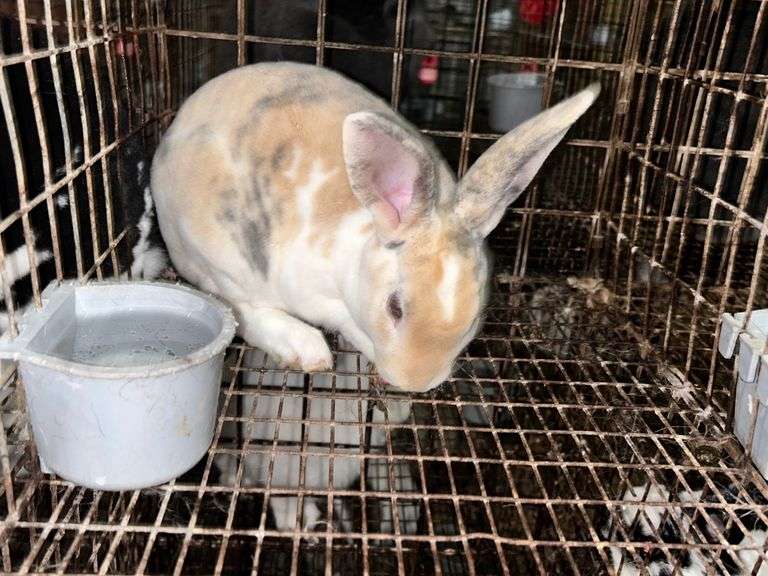 Tri Color Mini Rex Doe - Rogers Community Auction Inc.