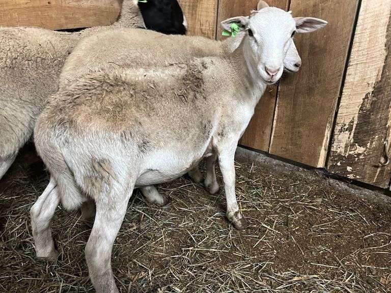 White Ram Sheep - Rogers Community Auction Inc.