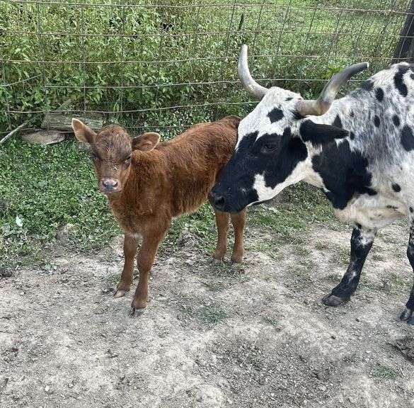Corriente Exposed Cow w/ Corriente x Hereford Bull Calf - Selling As A ...