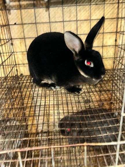Black Otter Mini Rex Doe w/ Pedigree - Rogers Community Auction Inc.