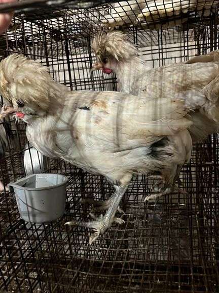 2 Candy Corn Polish Roosters - Rogers Community Auction Inc.