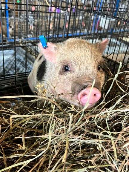 Female White w/Black Spots Pot Belly Pig - Rogers Community Auction Inc.