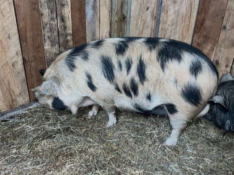 Female Pig - Rogers Community Auction Inc.