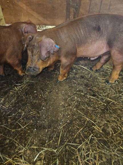 Red Duroc Boar Pig - Rogers Community Auction Inc.