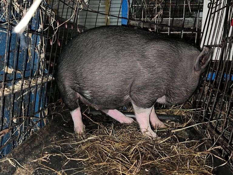 Black & White Female Pot Belly Pig - Rogers Community Auction Inc.