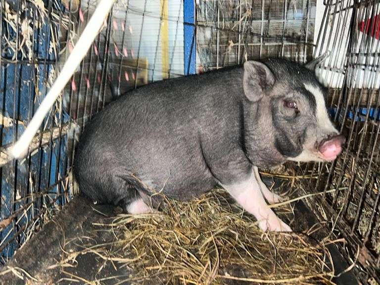 Black & White Female Pot Belly Pig - Rogers Community Auction Inc.
