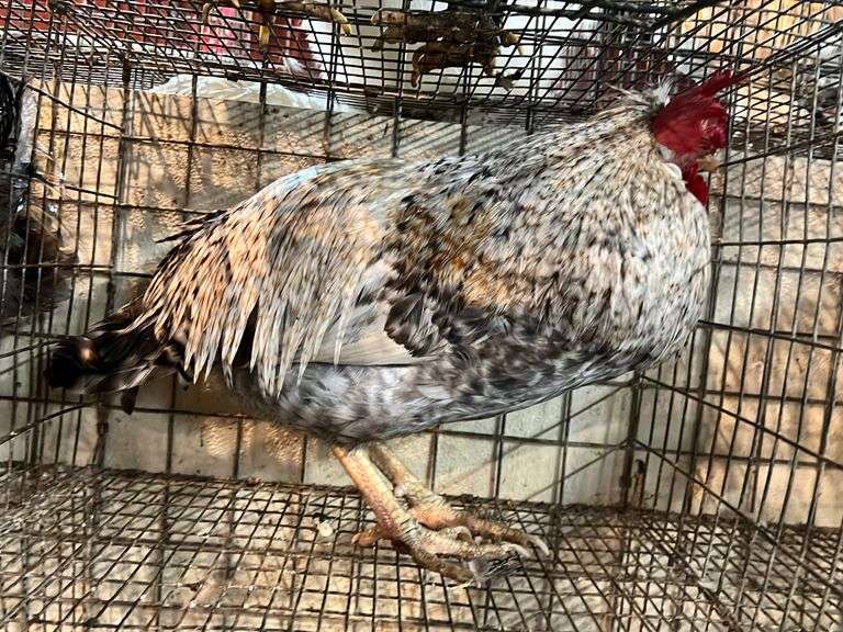 Cream Legbar Rooster10 Month Old - Rogers Community Auction Inc.