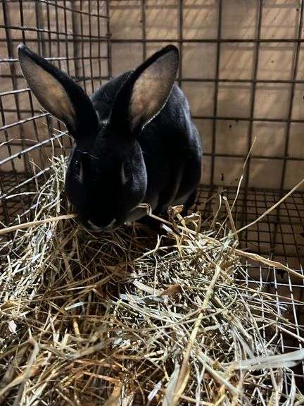Mini Rex Jr Buck w/ Pedigree & Food - Rogers Community Auction Inc.